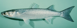 State Fish of Goa – Directorate of Fisheries, Government of Goa
